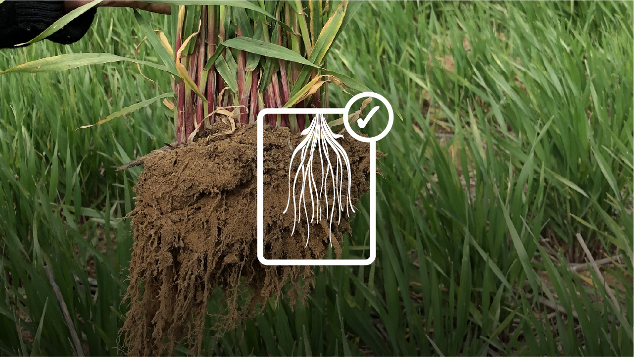 Building Root Biomass - Grow Safe