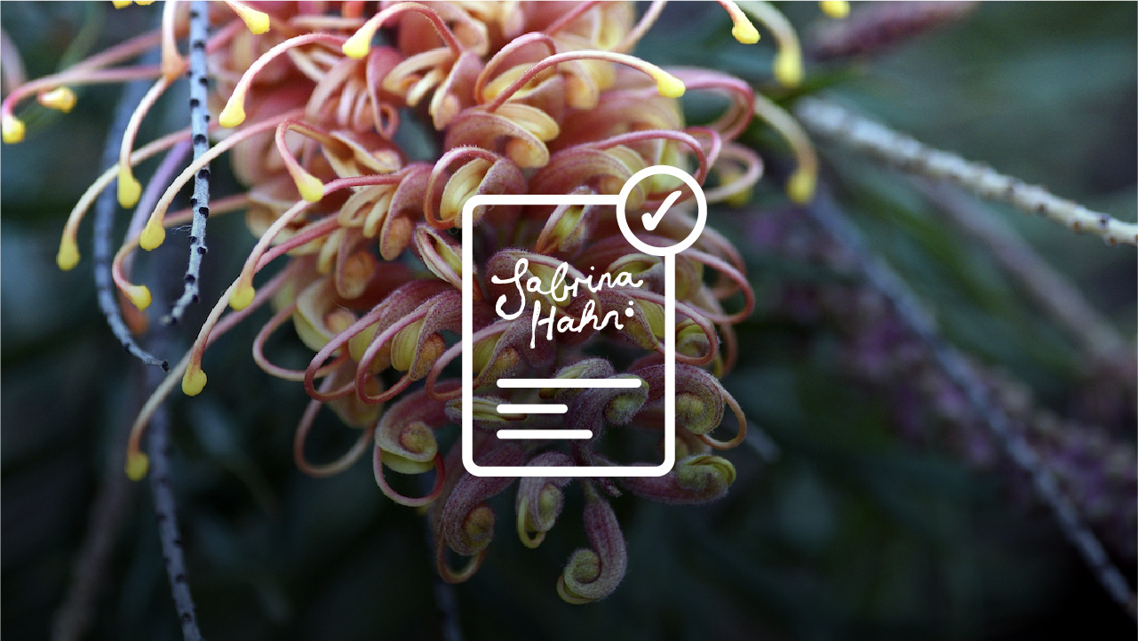 Modern Grevilleas - Grow Safe